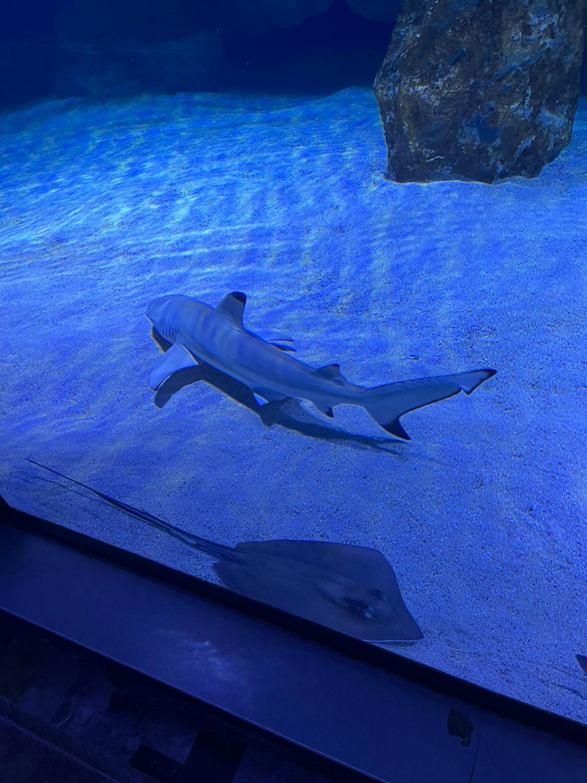 Team Funbridge is at the Pula Festival! – Blog Funbridge